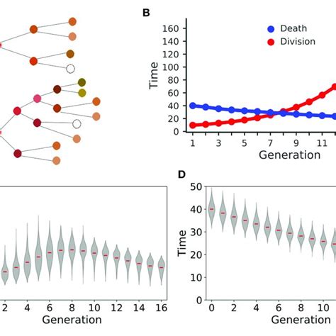 Stochastic Inheritance Model Of T Cell Differentiation Panel A Is