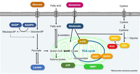 Review Cellular Metabolism In Disease Cancer Diabetes Senescence And NASH DOJINDO LABORATORIES