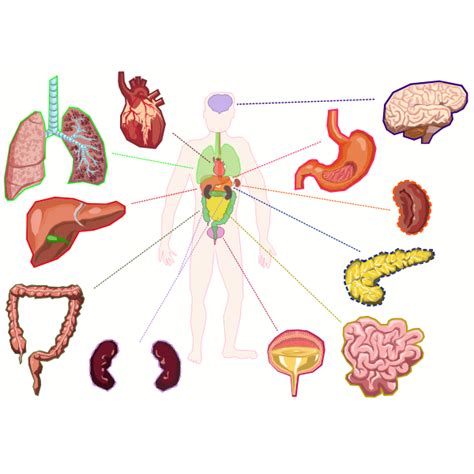 Internal Organs SVG
