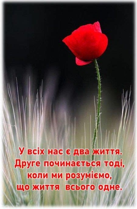 надихаючі цитати життєві цитати мудрі слова цитати афоризми Words Of Wisdom Words Wisdom