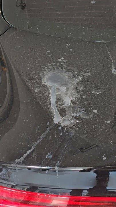 자동차외장에 석회물오염은 골든타임이 중요합니다 주차관리실에도 꼭 알리세요 석회물오염자동차도장면오염자동차석회물오염검정색차량 석회물오염고급디테일링세차 광택