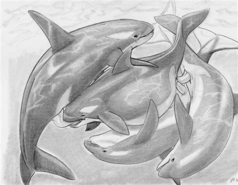 Rule 34 Animal Genitalia Animal Penis Anus Beuwens Folder Cetacean