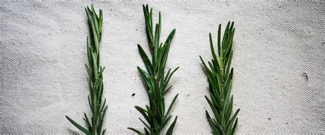 ТОП 10 лучших комнатных растений для квартиры