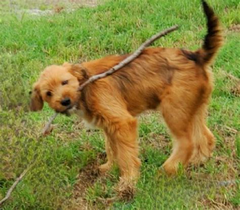 byos… bring your own stick skipbo is road trip 4 paws facebook