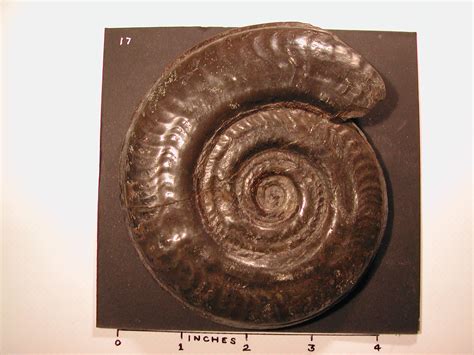 How Fossils Formed TAPHONOMY UK Fossil Collecting