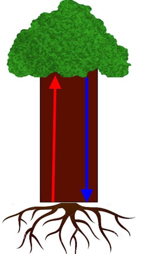 Xylem And Phloem Diagrams