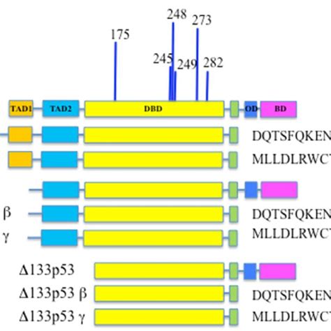 P53 Tumor Suppressor Gene Its Isoforms And Functional Domains Tad1 Download Scientific