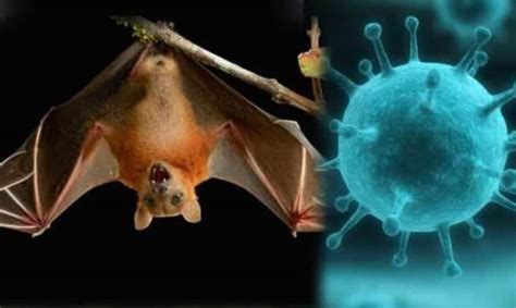 Latestnipah Virus Threat In Kerala Symptoms Prevention And Cure Must Know Details And Update