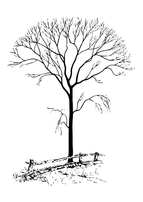Tree Coloring Pages With Roots At GetColorings Com Free Printable Colorings Pages To Print And