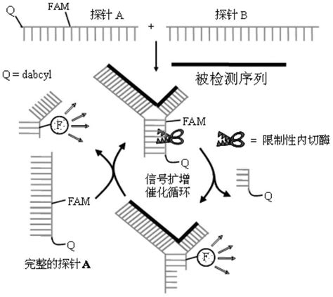 Nucleic Acid Detection Method Eureka Patsnap
