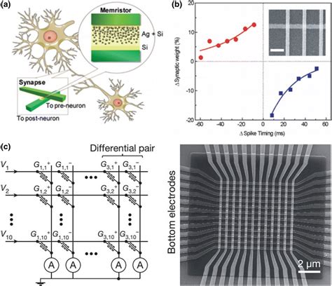 A Mimicking The Biological Synapse Using A Single Memristor Device