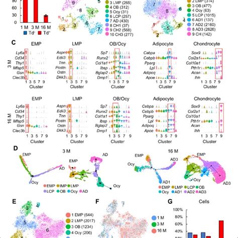 Large Scale Scrna Seq Analyses Of Bone Marrow Mesenchymal Lineage Cells