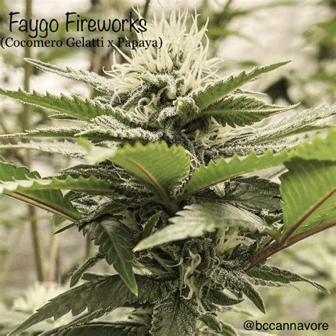 Cannarado Genetics Buy Cannabis Seeds Online