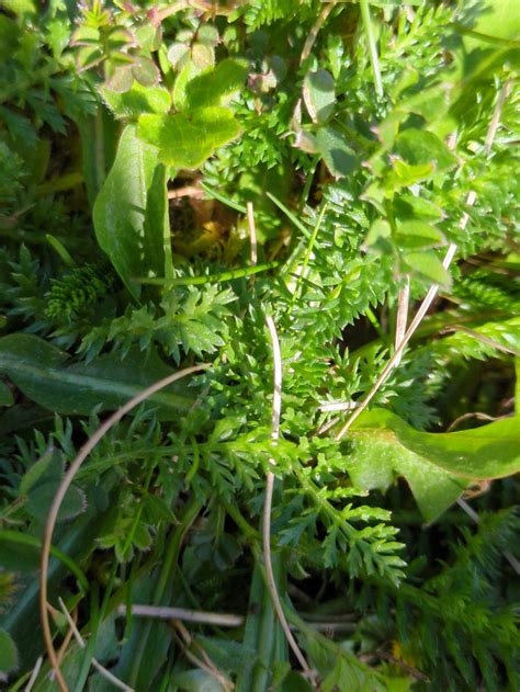 Common Yarrow From York Yo23 1de Uk On March 28 2025 At 11 54 Am By