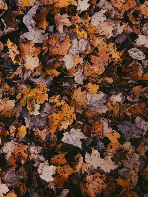 Fall Leaves Dark Autumn Autumn Aesthetic Color Analysis