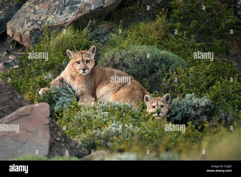 Wild Puma Cubs Stock Photo Alamy