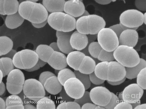 Lactococcus Lactis Photograph By Scimat Fine Art America