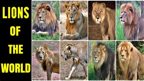 Lion Facts Types Diet Reproduction Classification 50 Off