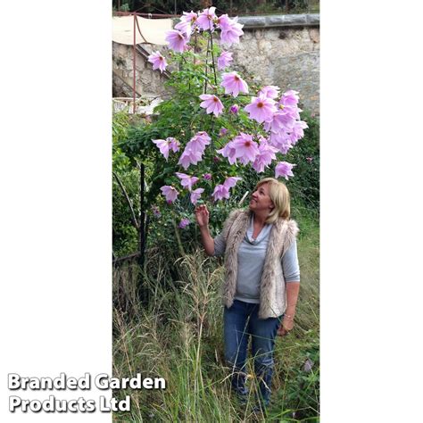 Dahlia Imperialis Tree Dahlia Dobies