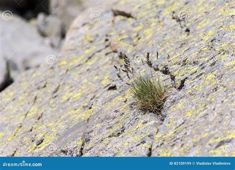 Clump Of Grass Growing Through A Rock Crack Stock Image Image Of Background Grunge 82109199