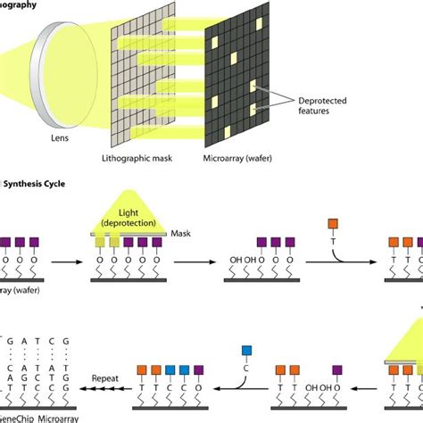 Illumina Beadarray The Sam Contains 96 1 4 Mm Fiber Optic Bundles Download Scientific Diagram