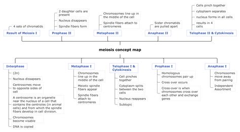 Meiosis Concept Map