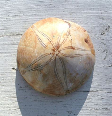 Jurassic Fossil Sea Urchin