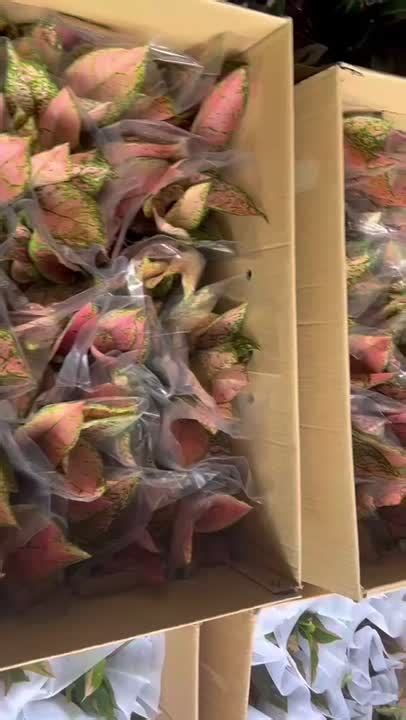 Amir Azimi Posted On Linkedin