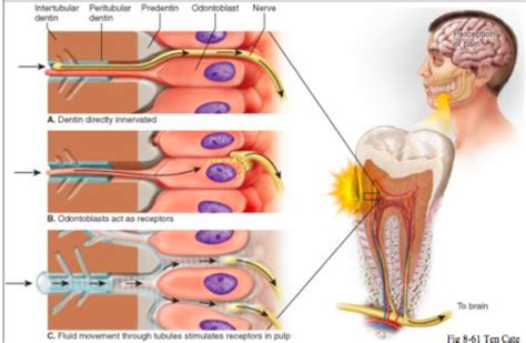 Trigeminal System Ii Flashcards Quizlet