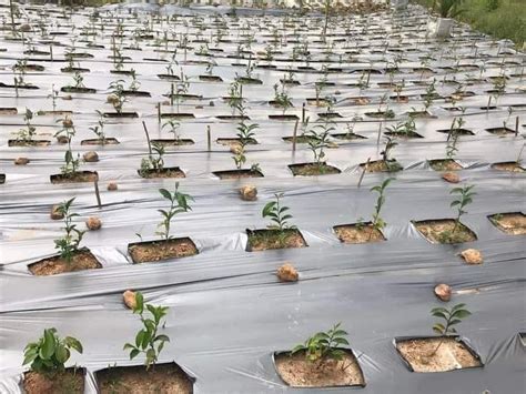 වගාවට අත්වැලක් Facebook