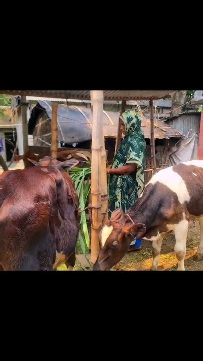 গ্রাম বাংলার ছবি Village কৃষাণী Youtube