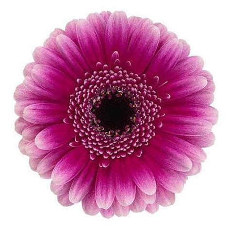Germini Design Wholesale Flowers Gerbera And Germini Flower Suppliers