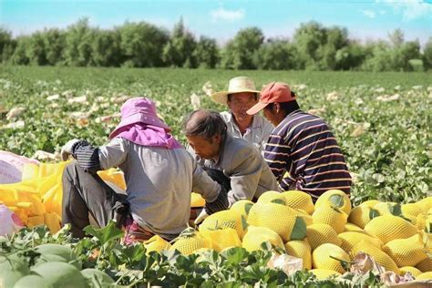 吐魯番哈密瓜奔赴全國辛巴為農戶們找到新銷路 壹讀