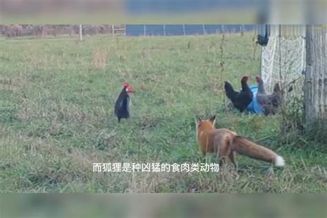 主人教小狐狸走路一松手就往主人怀里钻这举动简直萌化了 主人 小狐狸 萌化