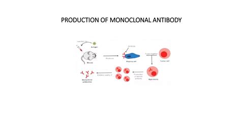 Presentation1 Monoclonal And Polyclonal Antibodies Ppt
