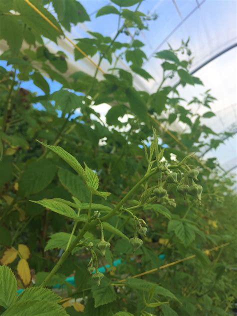 Raspberry Root Rots Fruit Focus