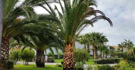 Types Of Palm Trees With Identification Guide Pictures And Name