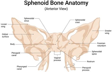 Sphenoid Bone Detailed Analysis Of Location Structure And Clinical Significance Anatomy Note