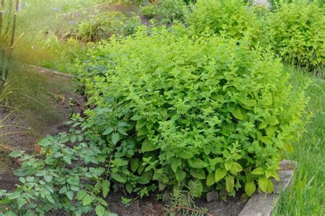 Green Mint In Cottage Garden Catnip Are Planted In Village Garden