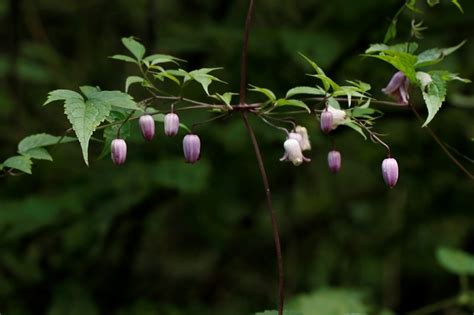 帝釈峡の花 野の花めぐり