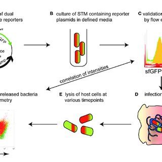 Intracellular STM As Sensor To Determine Nutrient Availability In Download Scientific Diagram