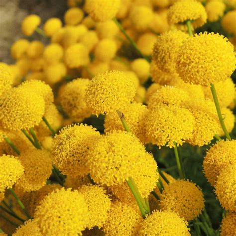 The Charm Of Craspedia Ultimate Guide To Billy Buttons LÖv Flowers
