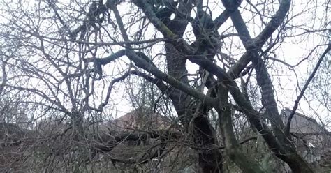 Class 2b Johannes School Week 13