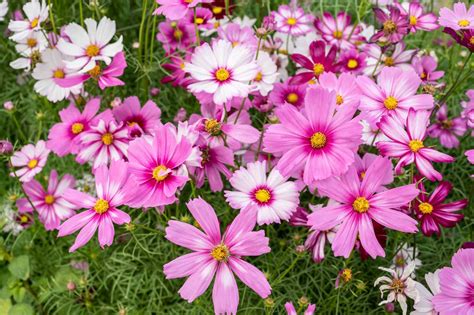 20 Types Of Pink Flowers To Add Beauty To Your Garden