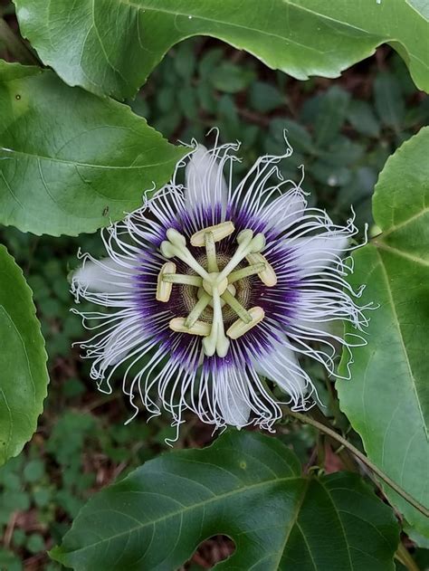 Passion Fruit Season Rsunshinestateforaging