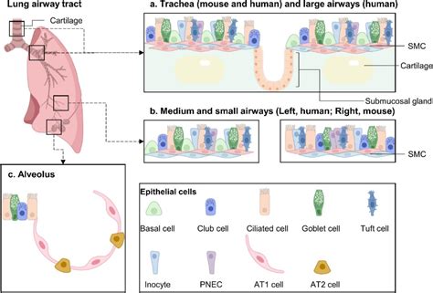 【学术前沿】cell Regen L 肺发育和再生：新近定义的细胞类型和祖细胞状态 澎湃号·政务 澎湃新闻 The Paper