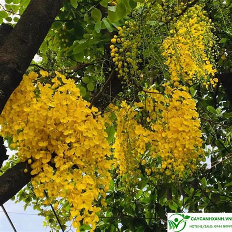 Khám Phá đặc điểm Giá Trị Và ý Nghĩa Của Cây Muồng Hoàng Yến