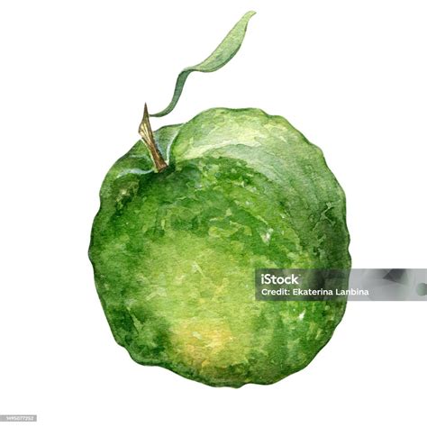 전체 구아바 단일 수채화 그림은 흰색 배경에 분리되어 있습니다 열대 과일 이국적인 녹색 사과 노란색 구아자바 손으로 그렸습니다