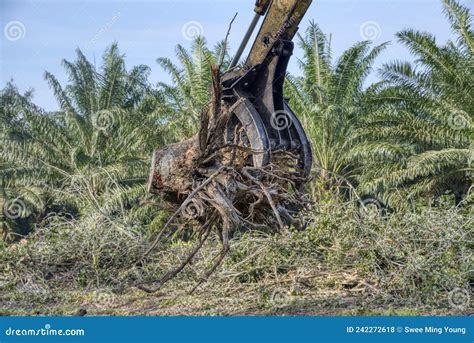 Grabber Excavator Lifting Cut Tree Trunk Pieces Onto The Lorry To Be Transported Stock Photo