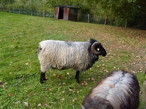 Kostenlose Bild Felsig Berg Bighorn Schafe